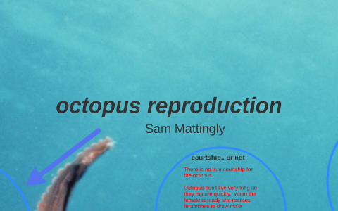 octopus reproduction by Sam Mattingly