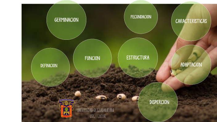 SEMILLA by fernanda Mariscal on Prezi