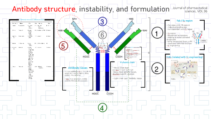 Antibody structure, instability, and formulation by Su Kyung Jo on Prezi