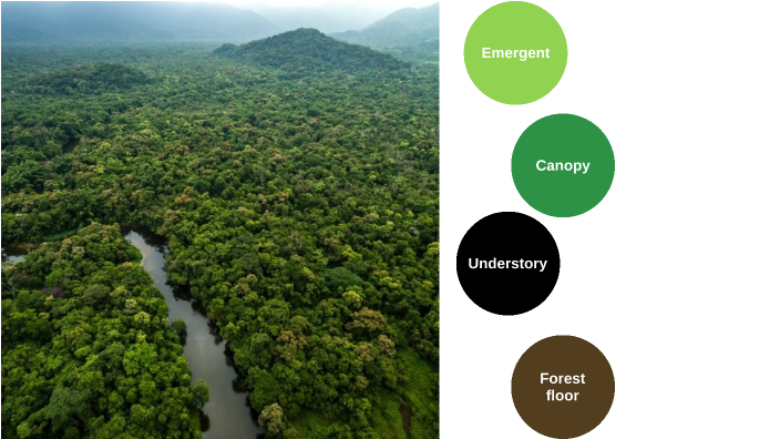 Layers of Amazon Rainforest by Maya Wong on Prezi