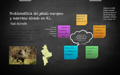 Problemática del jabalí europeo y marrano alzado en N.L. by Cammy ...