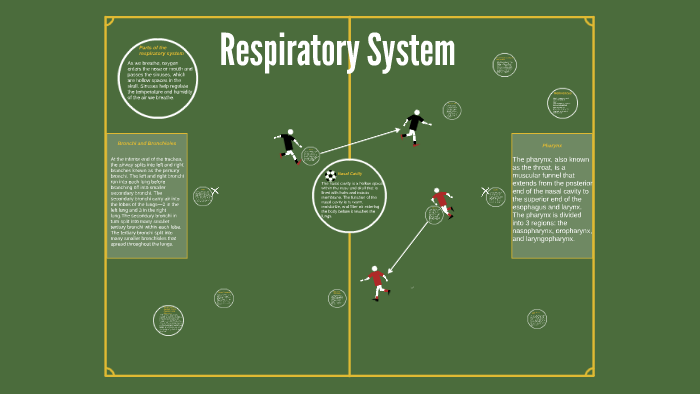 Respiratory System by VICTOR GIGNAC on Prezi