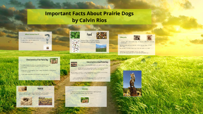 Important Facts About Prairie Dogs by Calvin Rios on Prezi