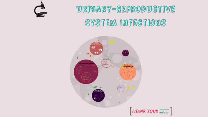 Urinary-Reproductive System Infections by Arlette Carzoli on Prezi