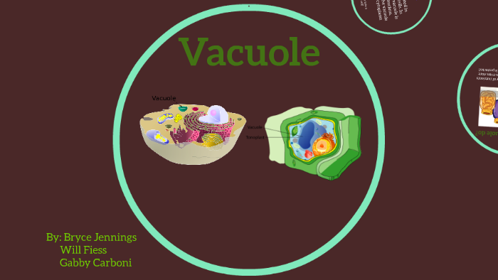 vacuole biology project by bryce jennings on Prezi