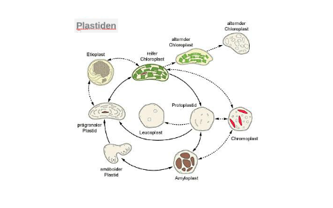 Plastiden by Samira Rodriguez on Prezi