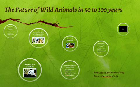 The Future of Wild Animals in 50 to 100 years by Roora Fcs on Prezi