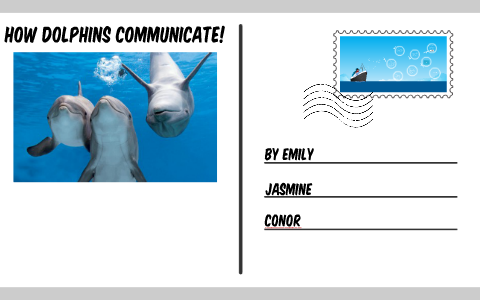 Dolphin Communication by Smith on Prezi