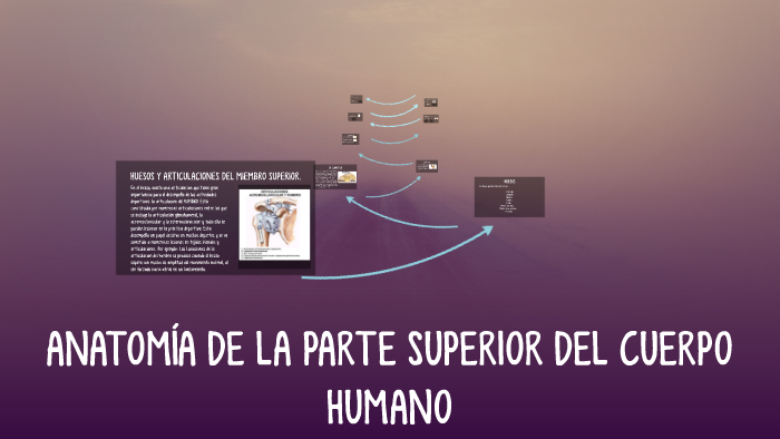 ANATOMÍA DE LA PARTE SUPERIOR DEL CUERPO HUMANO by alba cardenas ...