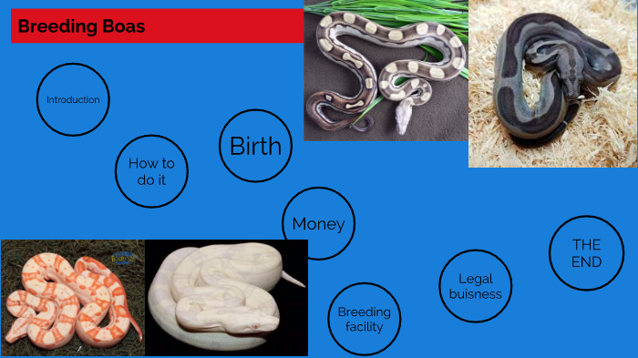 Breeding boas by Thomas Greer on Prezi