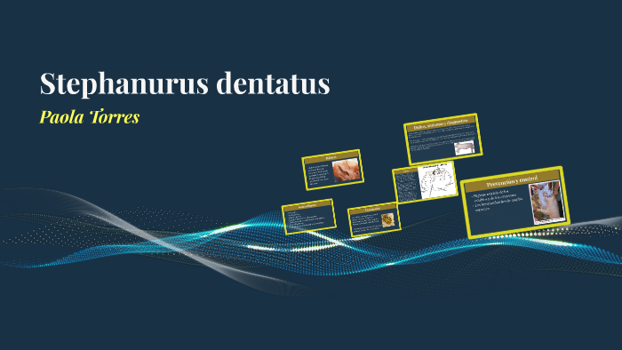 STEPHANURUS DENTATUS by Paola Torres on Prezi