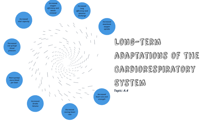 Long term adaptations of the Cardiorespiratory system: by Emily Kelsall ...