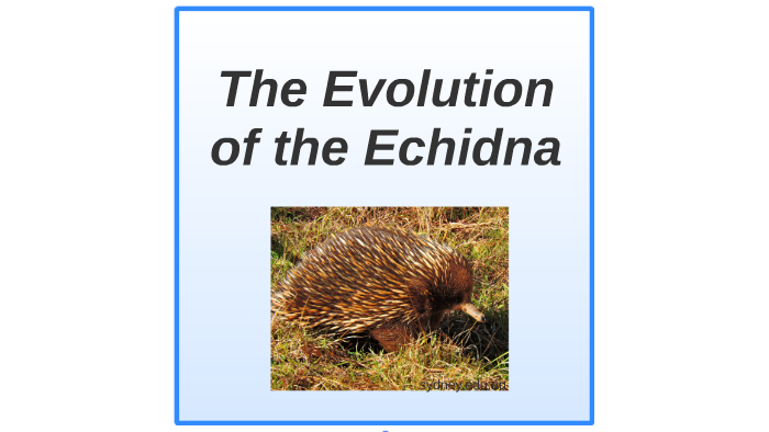 The Evolution of the Echidna by Cedarclifford c on Prezi
