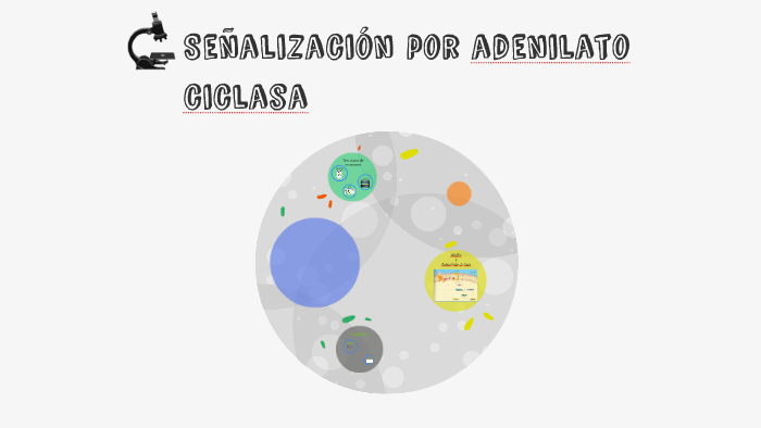 Señalización por adenilato ciclasa by Estefanía Jiménez on Prezi Señalización por adenilato ciclasa by Estefanía Jiménez on Prezi