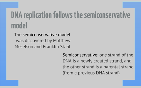 DNA replication by kayla mandel on Prezi