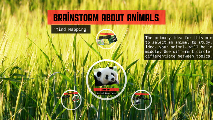 Brainstorm About Animals by Jessica Spencer on Prezi