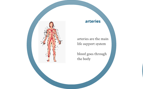 abc body parts by Meredith Graham on Prezi