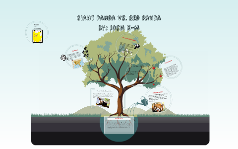 Giant Panda Vs. Red Panda by Leo Blakely on Prezi