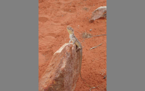 yellow spotted lizards by mr n on Prezi