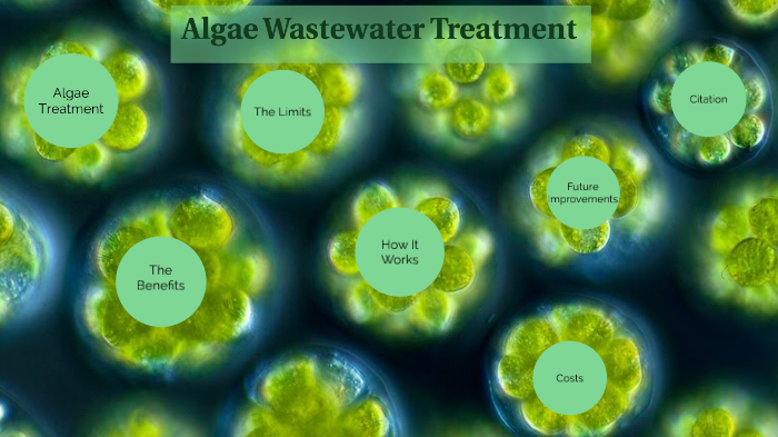 Algae Wastewater Treatment by Ian Kitamura on Prezi