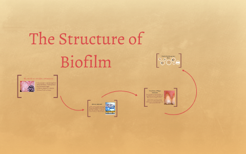 The Structure of Biofilm by Claire Walker on Prezi