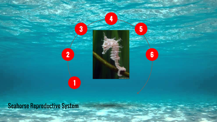 Sea Horse Reproductive System by Jaslyn Kregor on Prezi