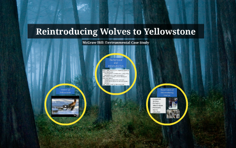 Reintroducing Wolves to Yellowstone by Collin H on Prezi