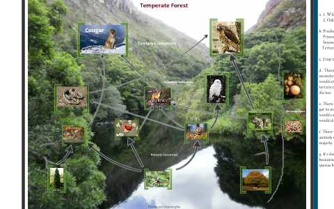 Temperate Forest Food Web by Dylan de Boer on Prezi