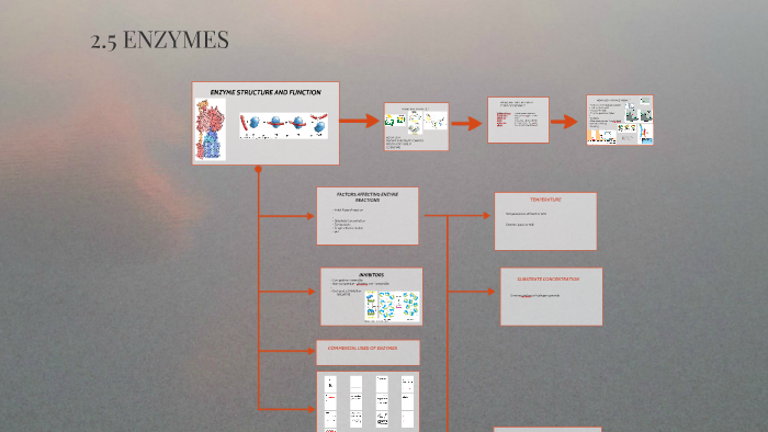 ENZYMES by Peter Gulian on Prezi