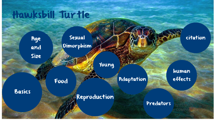 Hawksbill Sea Turtle Diagram