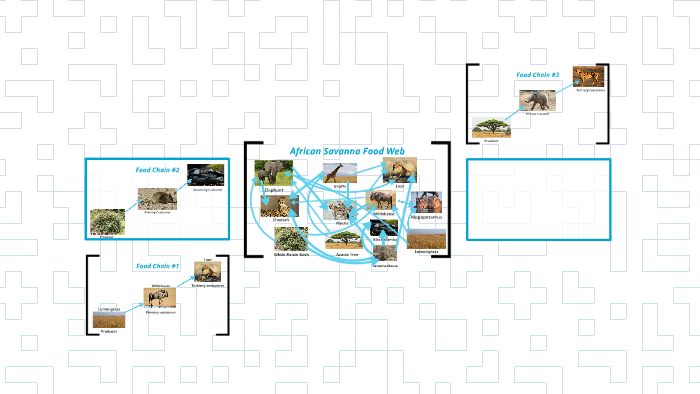 African Savanna Food Web by Olivia Haggerty on Prezi