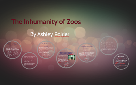 The Inhumanity of Zoos by Ashley Poirier on Prezi