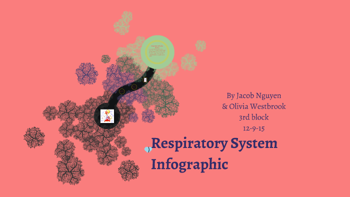 Respiratory System Infographic by Olivia Westbrook on Prezi