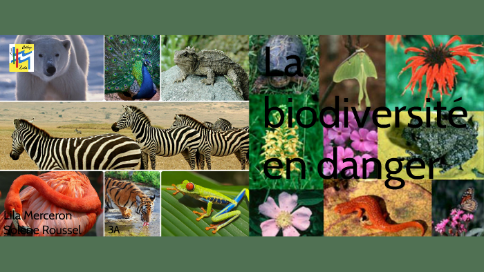 La Biodiversité en danger by Solène ROUSSEL on Prezi