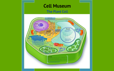 Plant Cell Presentation - Museum of Science by Jordan Alcazar on Prezi