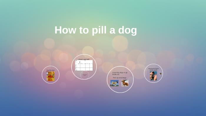How to pill a dog by Marty Stafford on Prezi