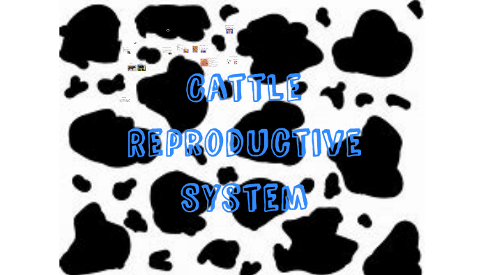 Cattle Reproductive System by Jessica Sells on Prezi