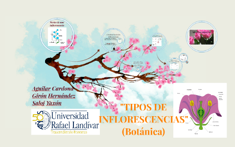 "TIPOS DE INFLORESCENCIAS" by on Prezi