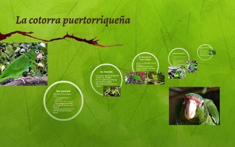 La Cotorra Puertorriqueña by Sol Bender on Prezi