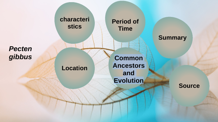 Pecten gibbus by Jasmine Griffiths on Prezi