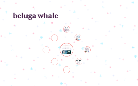 beluga whale by Jill Conti on Prezi