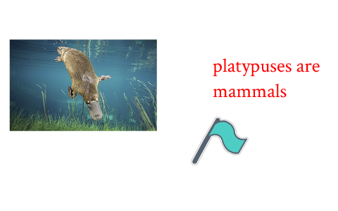 platypus by Collin Jarvis on Prezi