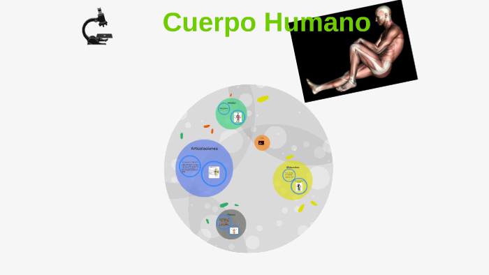 Cuerpo Humano by Bruno Protti on Prezi