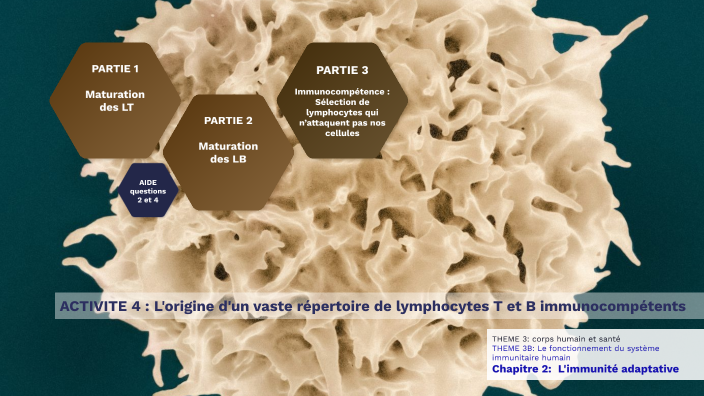 1ERE SPE-SVT THEME 3B ACTIVITE 4 by Enseignante CHABANNE on Prezi