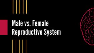 Male Vs. Female Reproductive System by emily keegan on Prezi Design