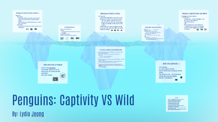 Penguins: Captivity VS Wild by Lydia Jeong on Prezi