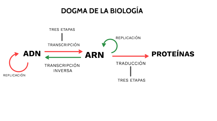 integradora biologia by gianella montenegro on Prezi