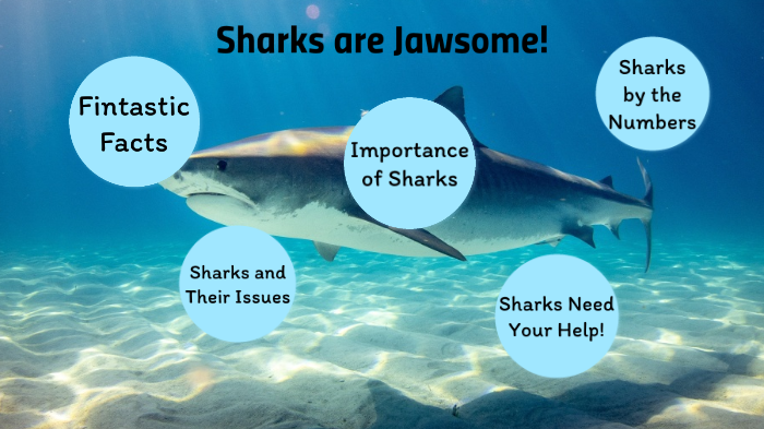 Sharks are Jawsome! by Steven Crayton on Prezi