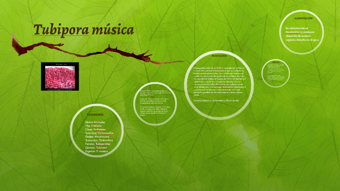 Tubipora música by on Prezi