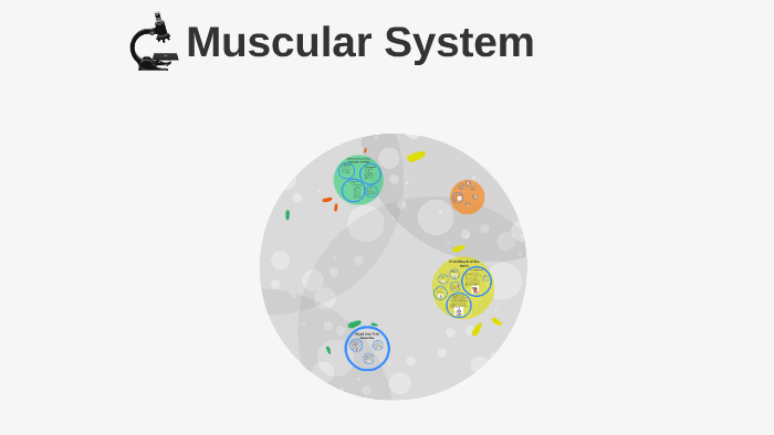 Muscular System by Science Class